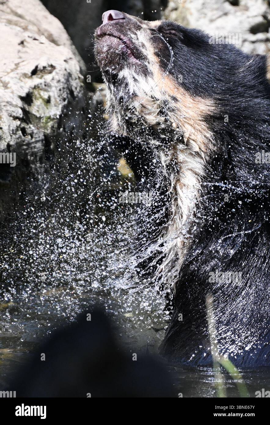 02 July 2025, Hesse, Frankfurt/Main: A spectacled bear shakes the water ...