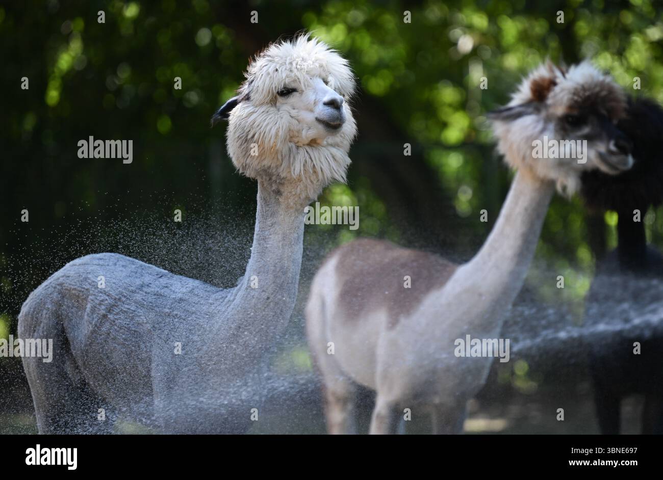 02 July 2025, Hesse, Frankfurt/Main: Freshly shorn alpacas are sprayed ...