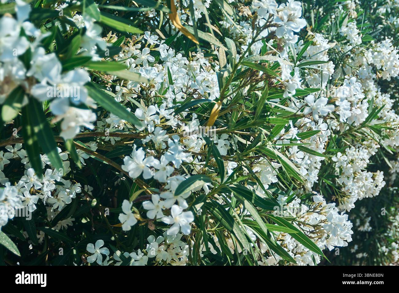 Dense cluster delicate white flowers hi-res stock photography and ...