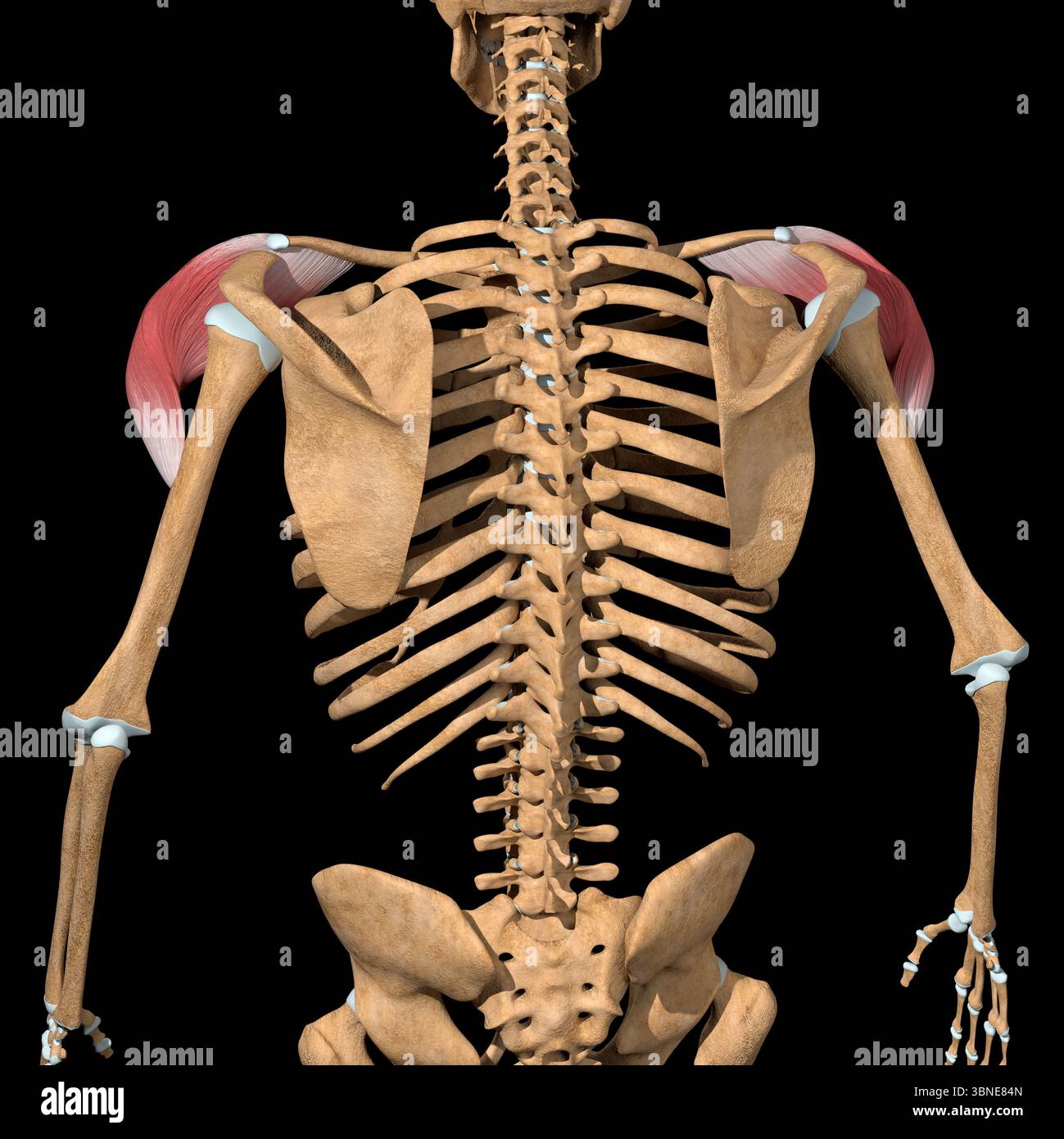 This 3d illustration shows the back view of the anterior head of the ...
