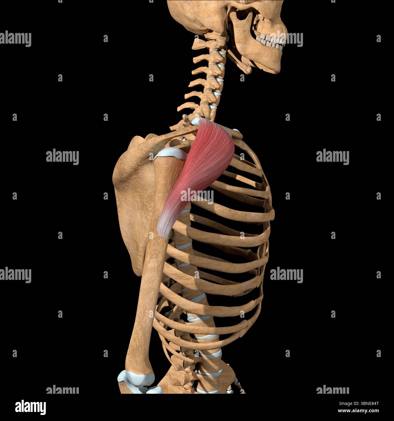 This 3d illustration shows the side view of the anterior head of the ...