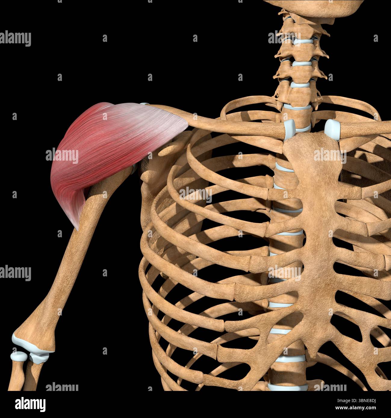 This 3d illustration shows the front view of the deltoid muscles Stock ...