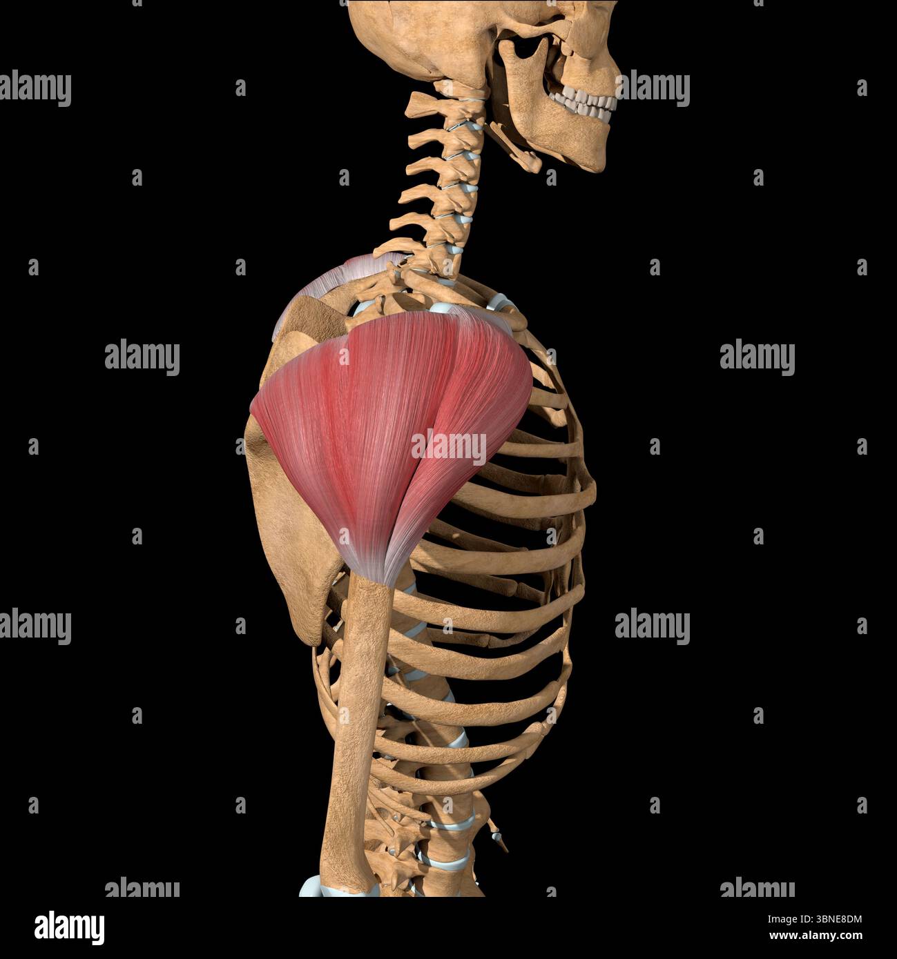 This 3d illustration shows the side view of the deltoid muscles Stock ...