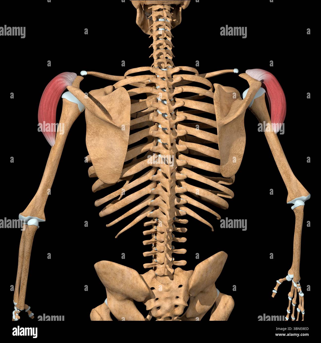 This 3d illustration shows the back view of the medial head of the ...
