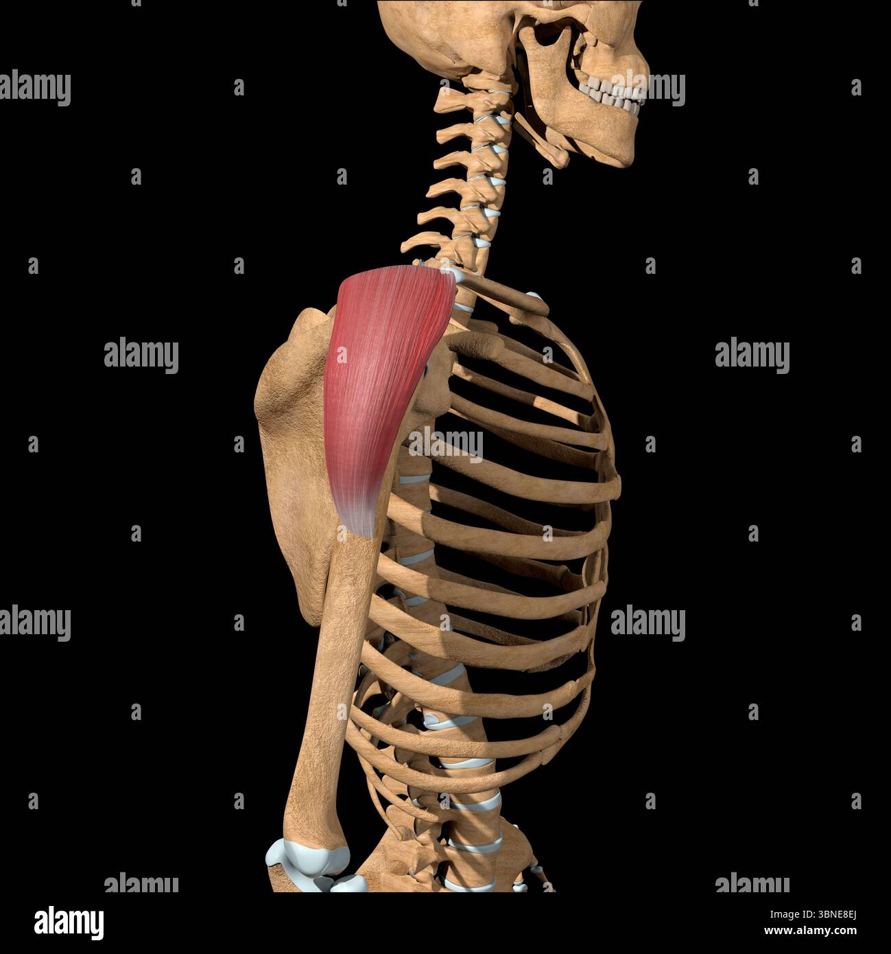 This 3d illustration shows the side view of the medial head of the ...