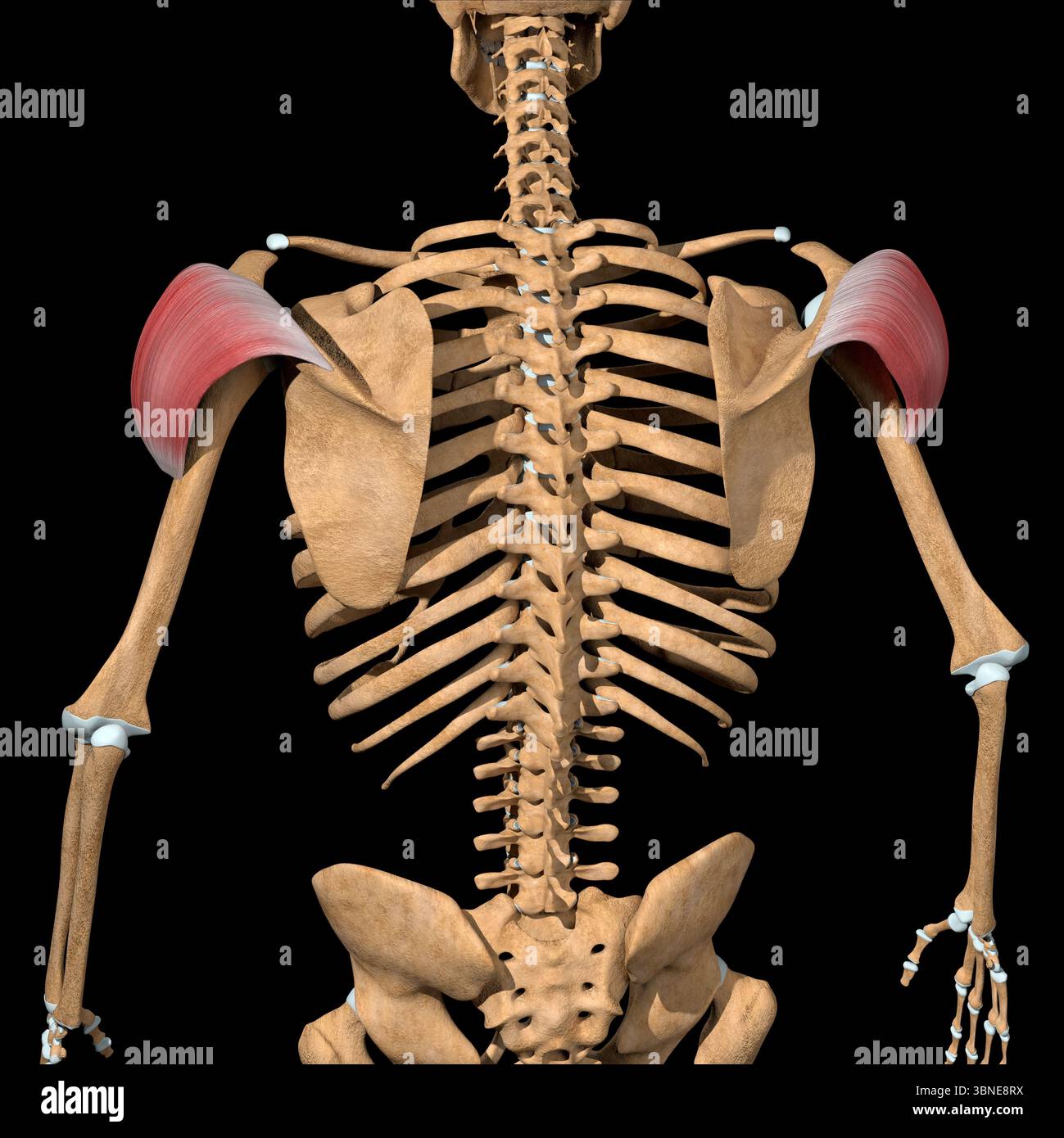 Posterior view of human muscular system hi-res stock photography and ...