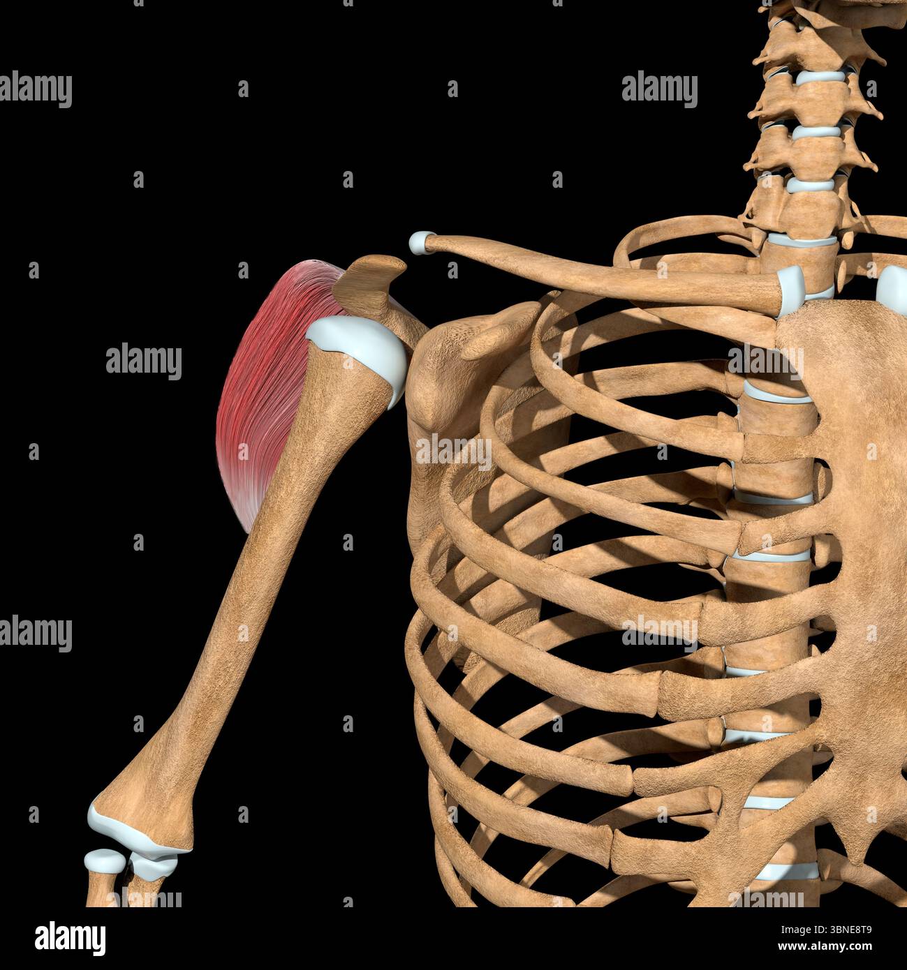 This 3d illustration shows the Front view of the posterior head of the ...