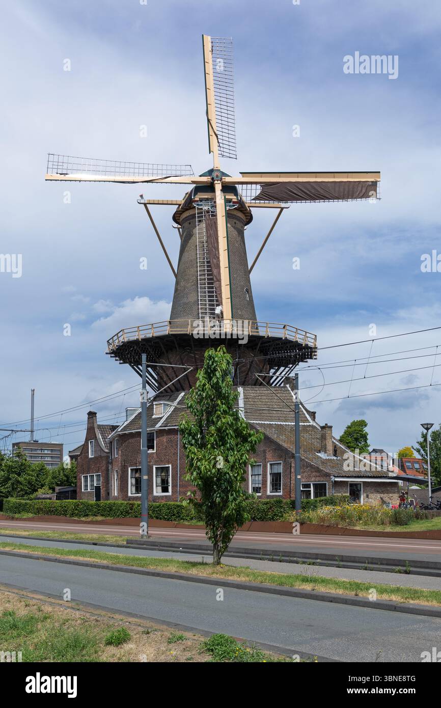 The historic De Roos Windmill in Delft stands majestically by a ...