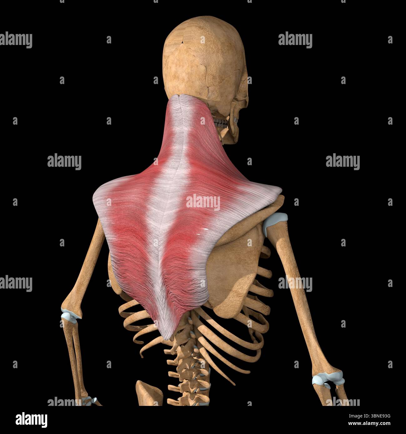 This 3d illustration shows the trapezius muscles on skeleton Stock ...