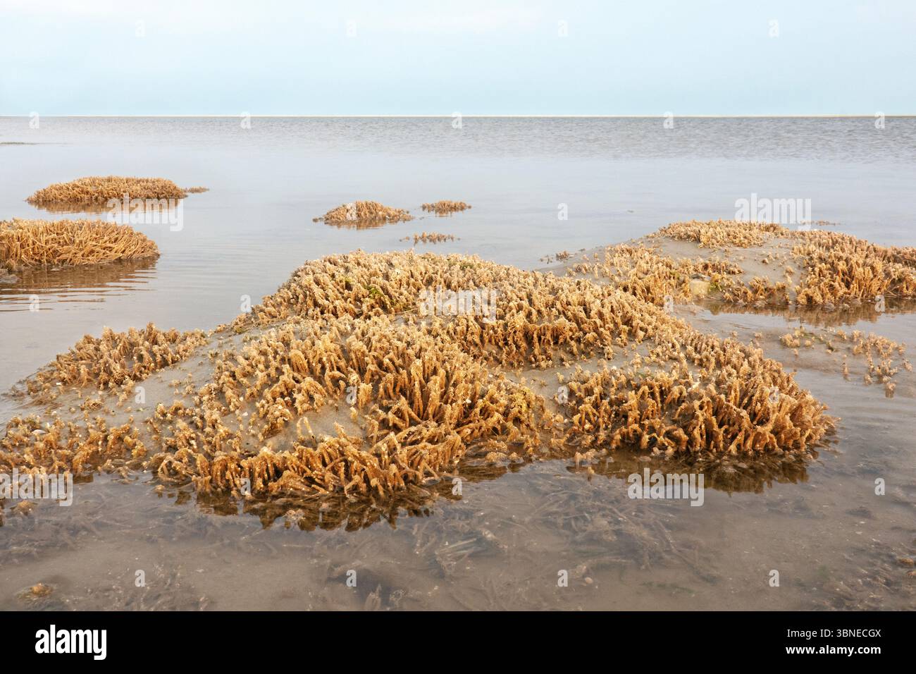 Biogenic tube aggregations of tube building bristle worms, probably the ...