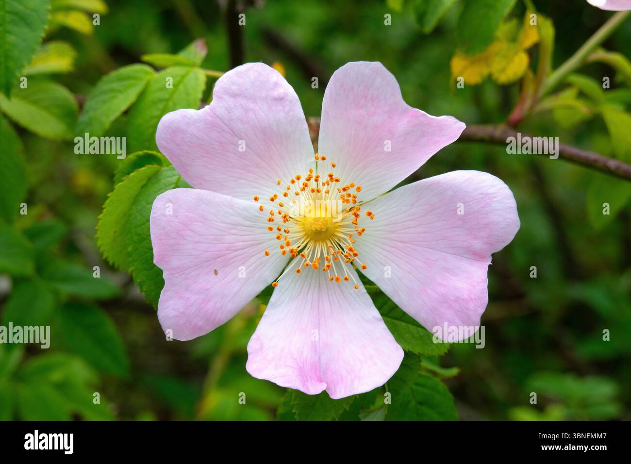 Closeup rosa hi-res stock photography and images - Alamy