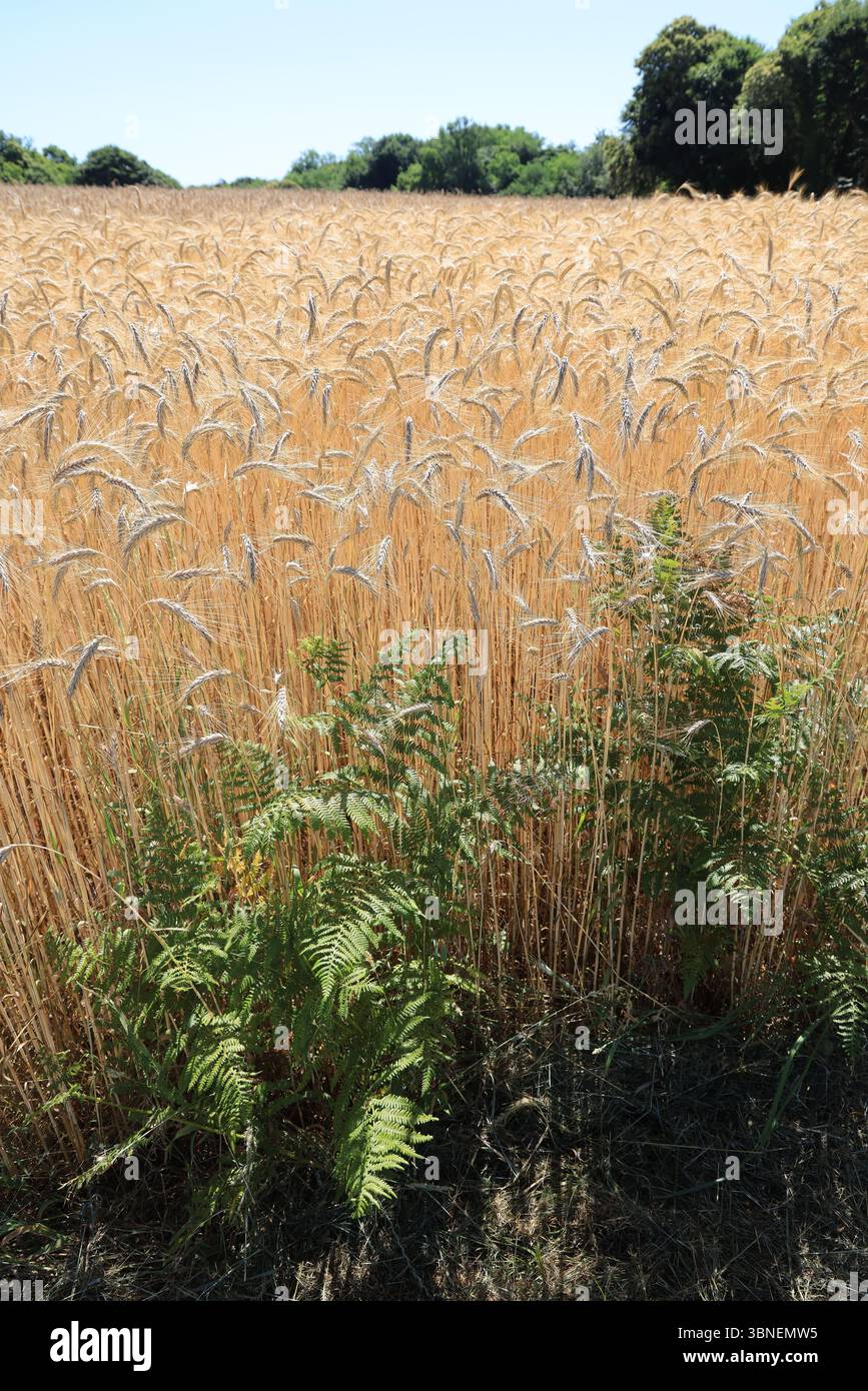 Influence of global warming on agricultural crops: early ripening ...