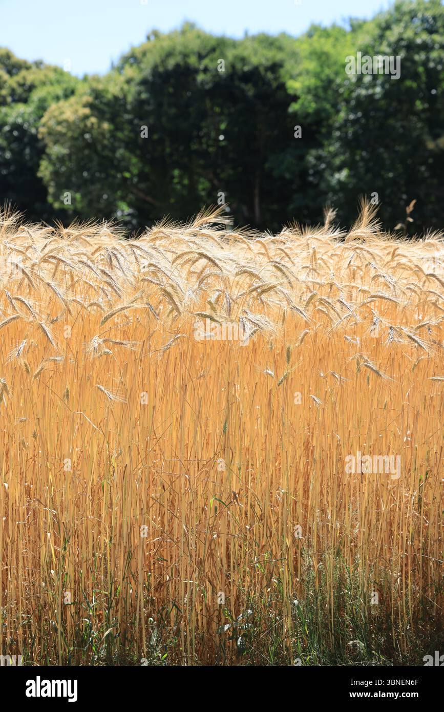 Influence of global warming on agricultural crops: early ripening ...