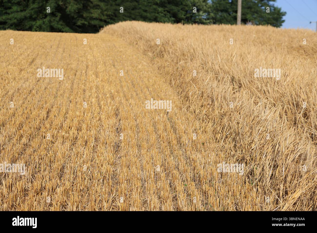 Influence of global warming on agricultural crops: early ripening ...
