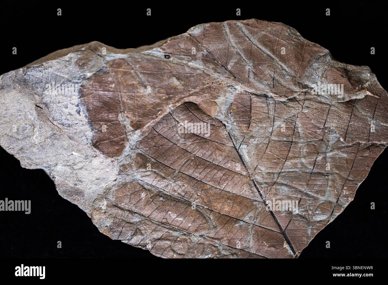 Sandstone slab with fossil leaf imprints showing symmetrical structure ...