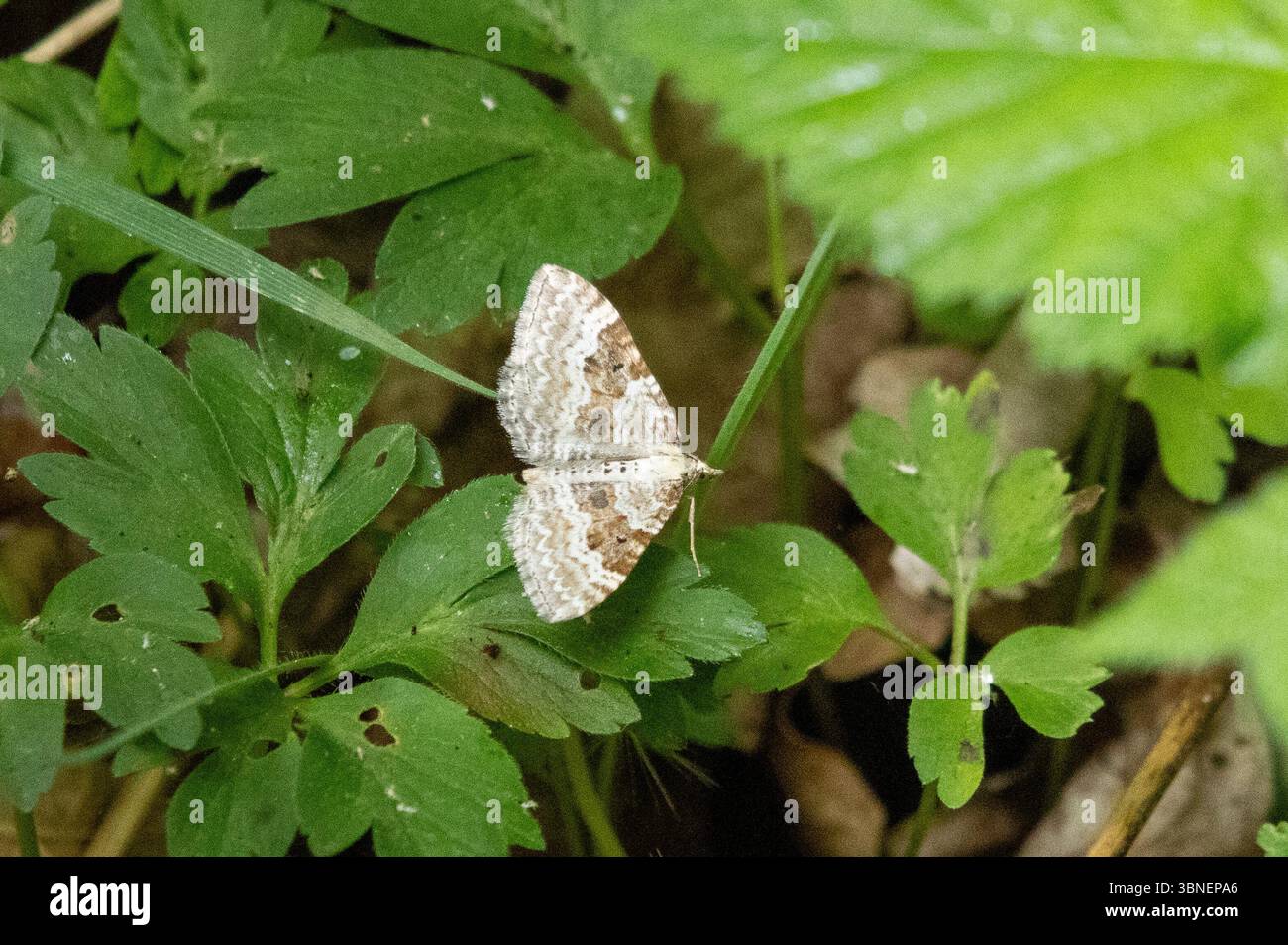 Silver-ground Carpet Moth Stock Photo - Alamy