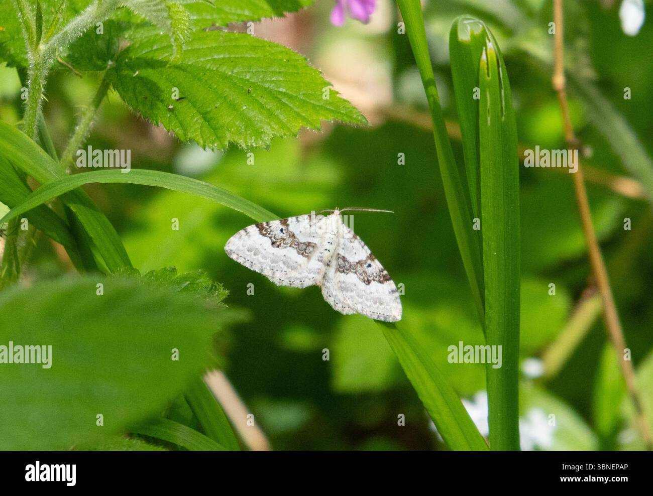Ground invertebrate hi-res stock photography and images - Alamy