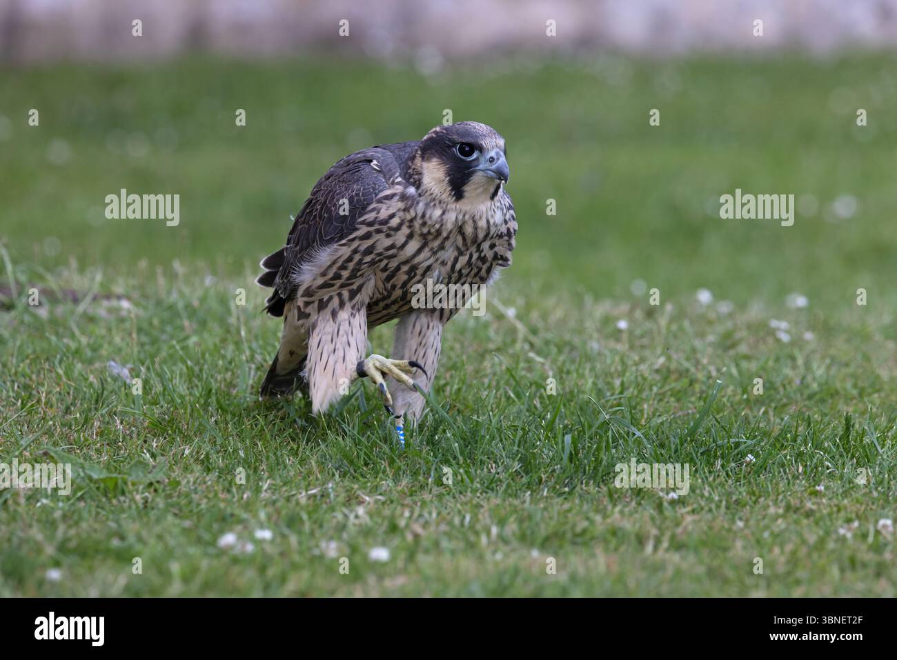 Peregrine Falcon (Falco peregrinus) juvenile female walking on ground ...