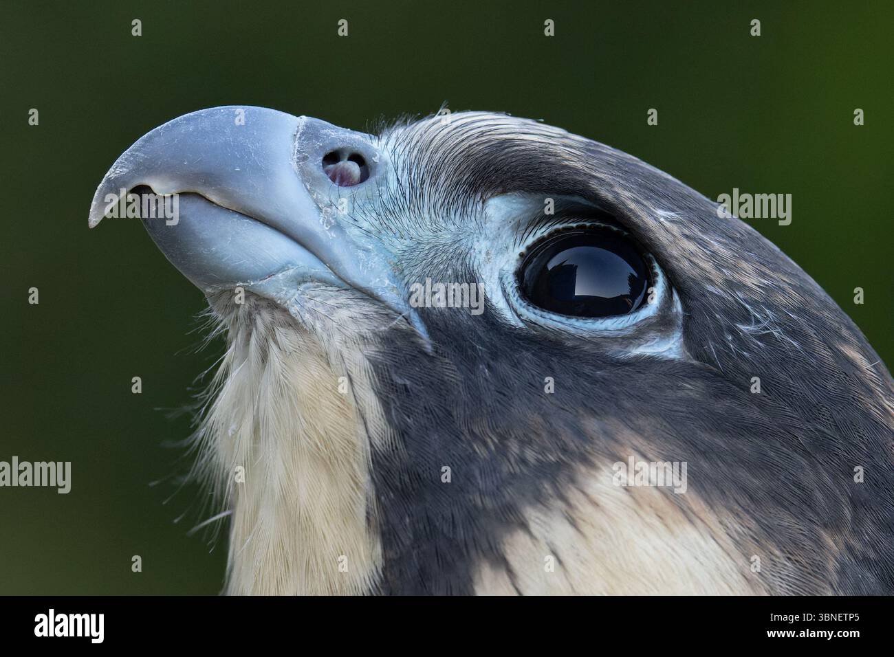 Peregrine Falcon (Falco peregrinus) juvenile female head & eye Norwich ...