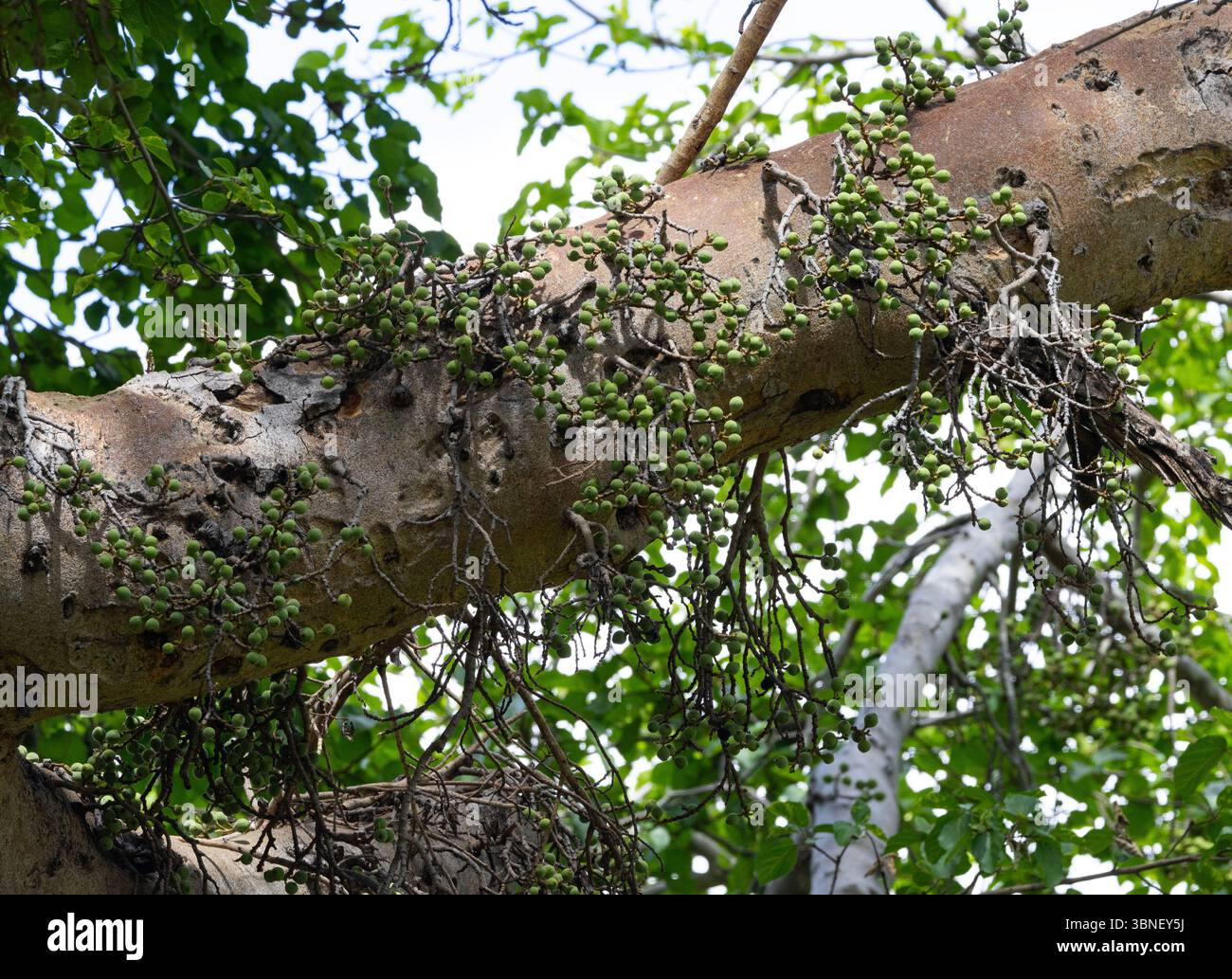 Sycamore tree roots hi-res stock photography and images - Alamy