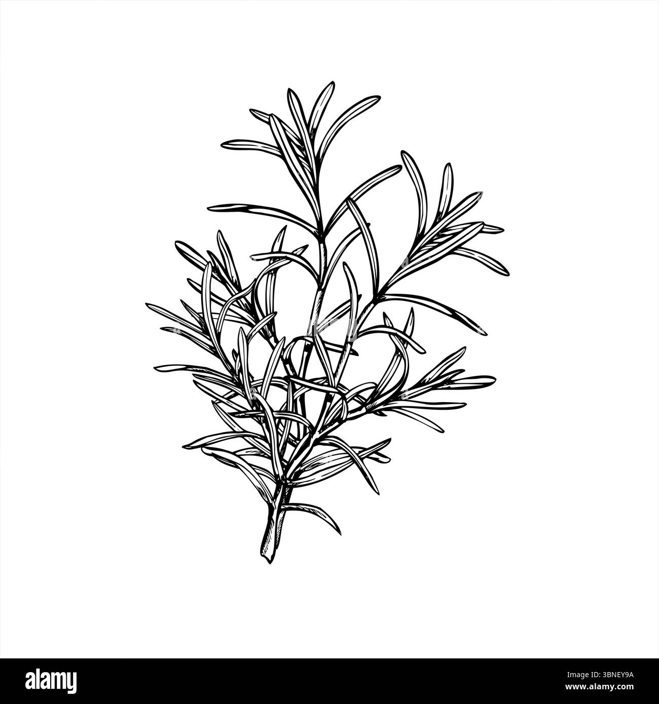 Rosemary decor Stock Vector Images - Alamy