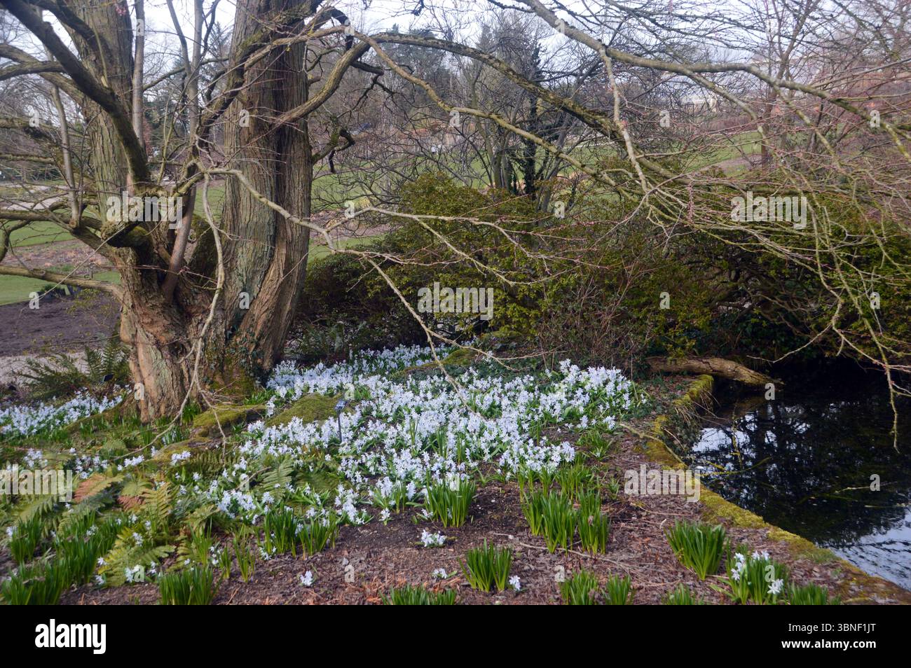 White/Pale Blue Scilla Mischtschenkoana 'Misczenko Squill' (White ...