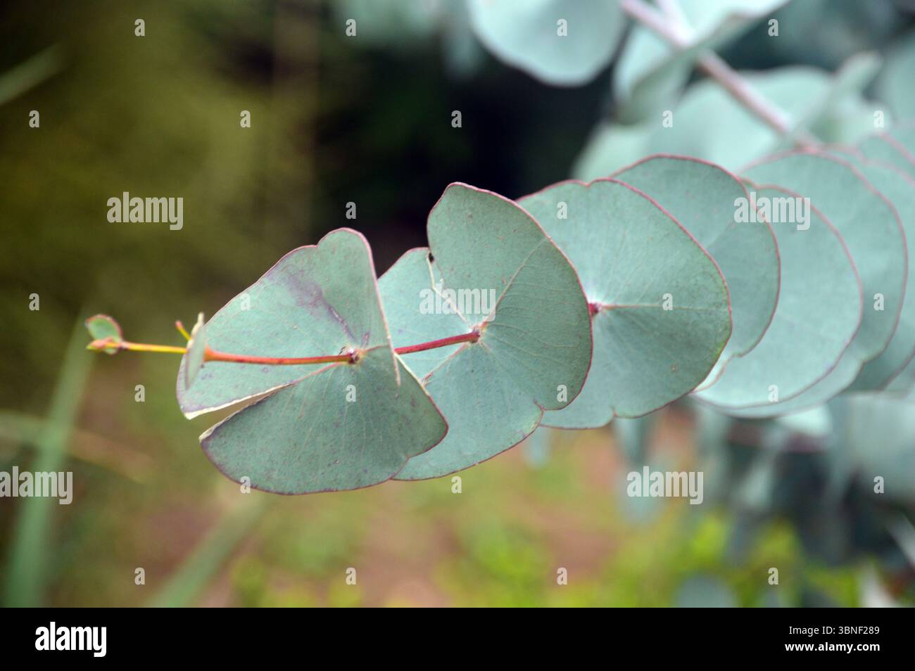 Eucalyptus Perriniana (Spinning Gum) Leaves Grown at RHS Garden Harlow ...
