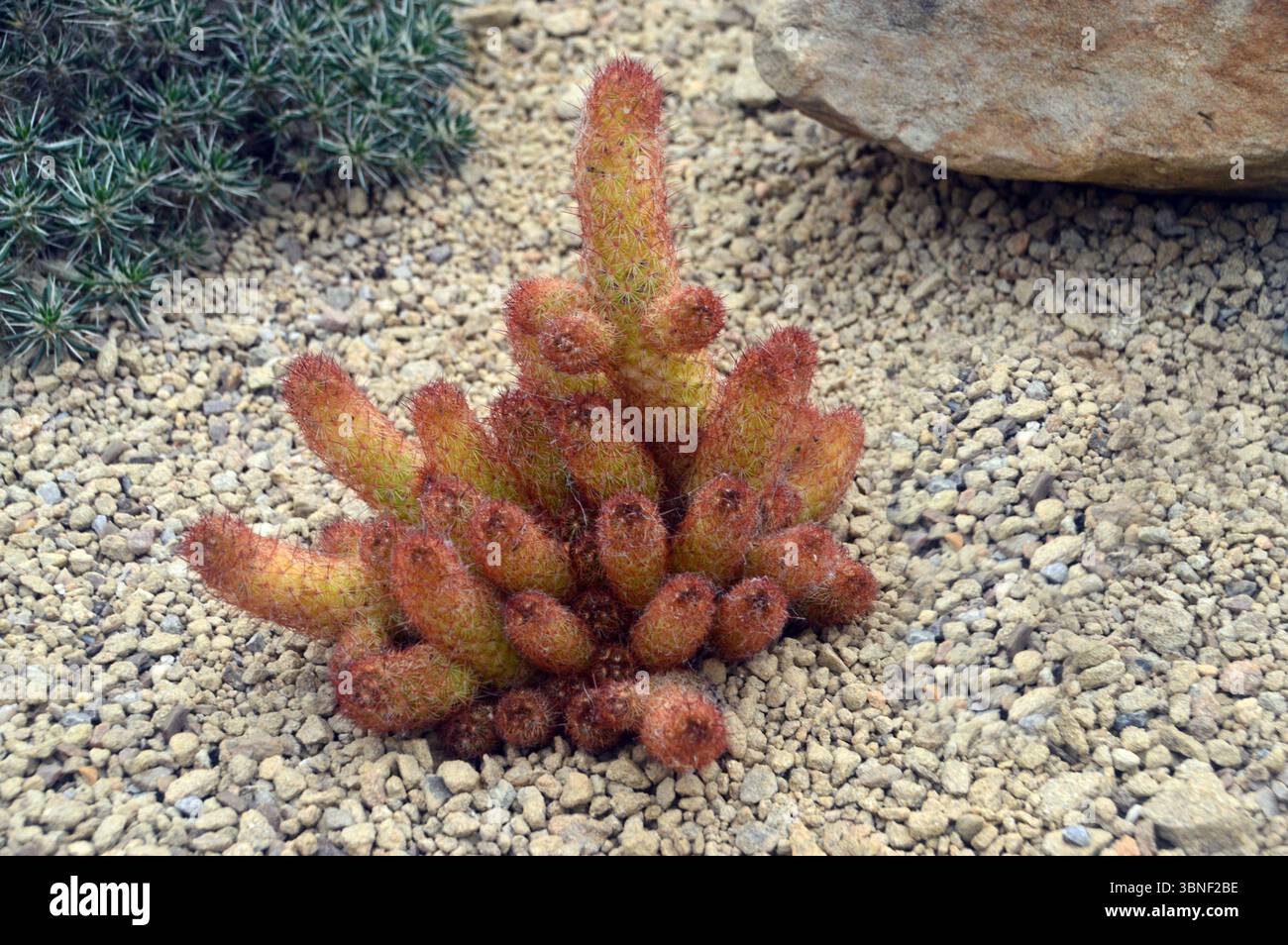 Small Mammillaria Elongata 'Ladyfinger Cactus' Plant on Display in the ...