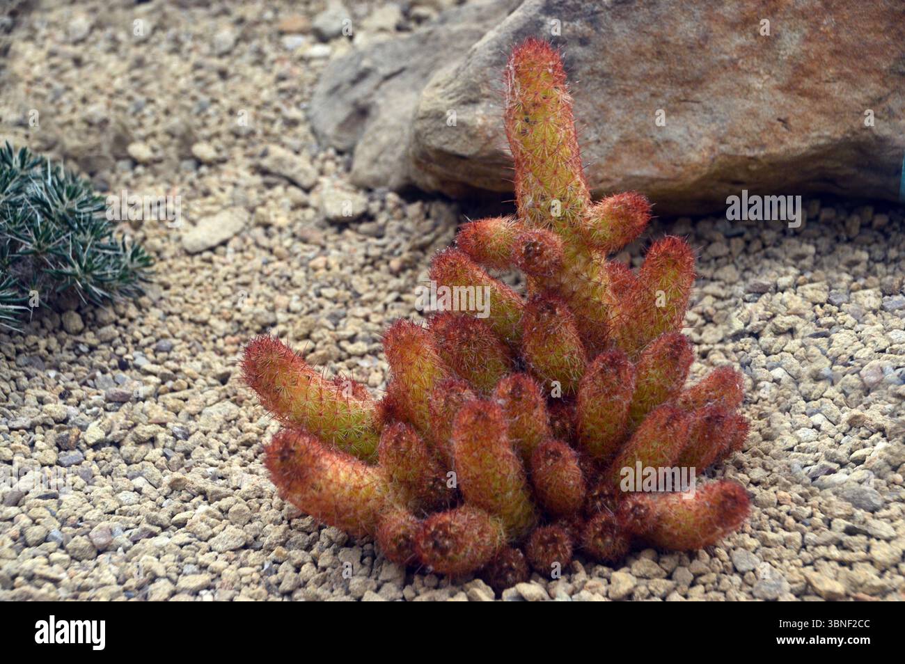 Small Mammillaria Elongata 'Ladyfinger Cactus' Plant on Display in the ...