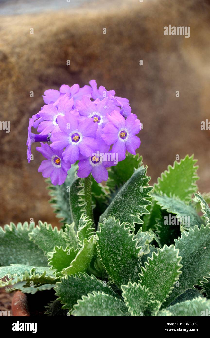 Purple/Mauve/Lilac Primula 'Jenny Bourne' (Primula Vulgaris) Flower on ...