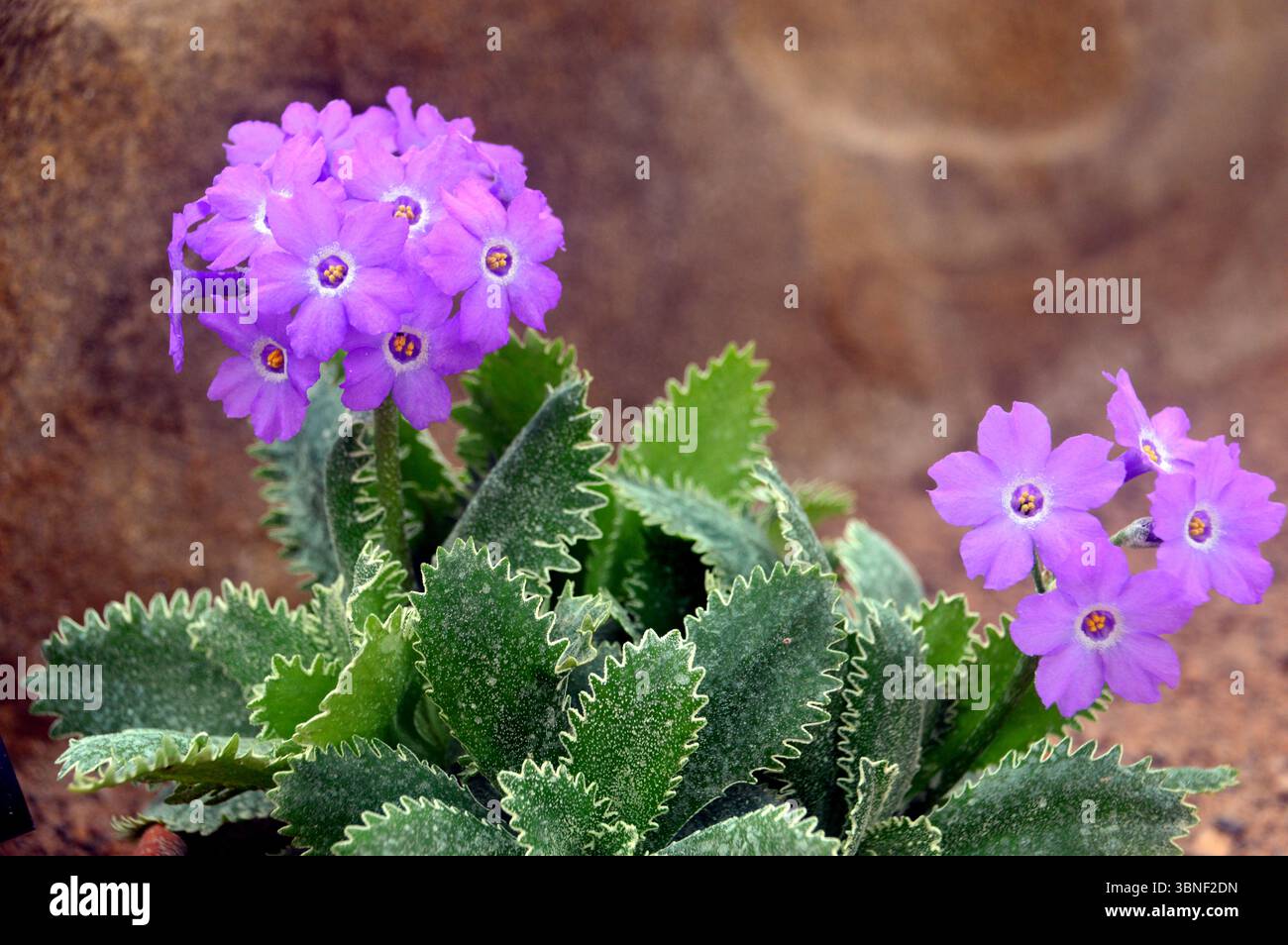 Purple/Mauve/Lilac Primula 'Jenny Bourne' (Primula Vulgaris) Flower on ...