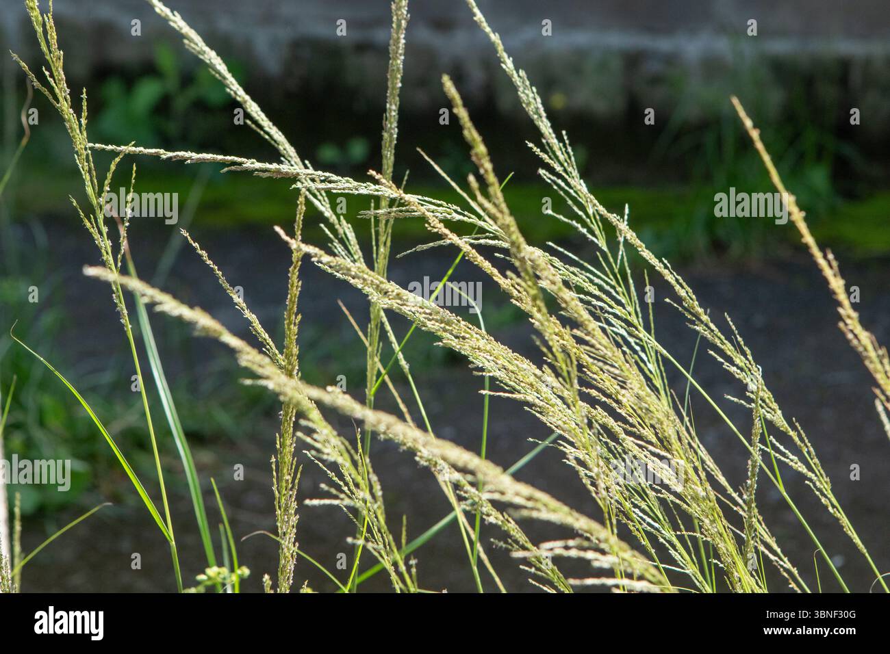 grass in an outdoor garden in Rio de Janeiro Brazil Stock Photo - Alamy