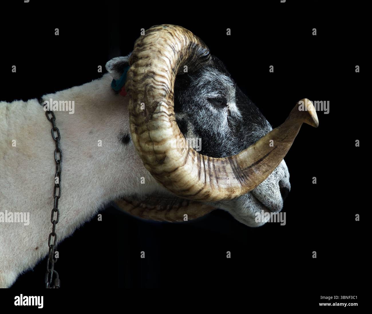 Profile View Of The Head And Curled Horns Of A Scottish Blackface Ram ...