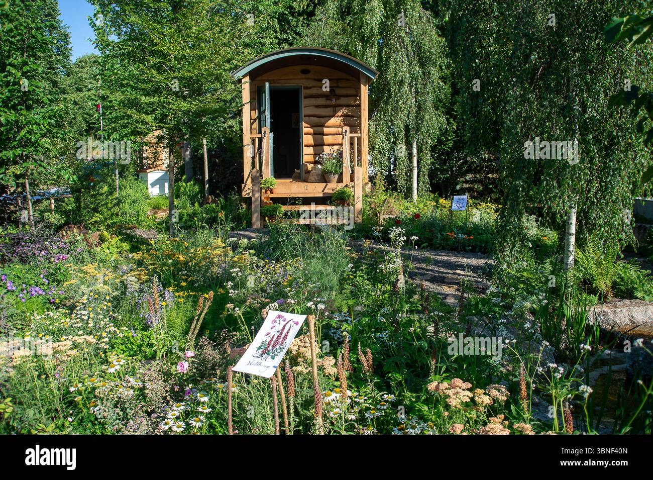 East Molesey, Surrey, UK. 30th June, 2025. One of the RHS Feature ...