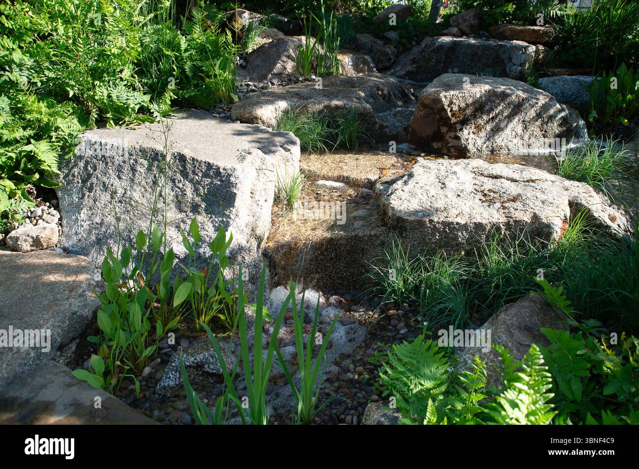 East Molesey, Surrey, UK. 30th June, 2025. One of the RHS Feature ...