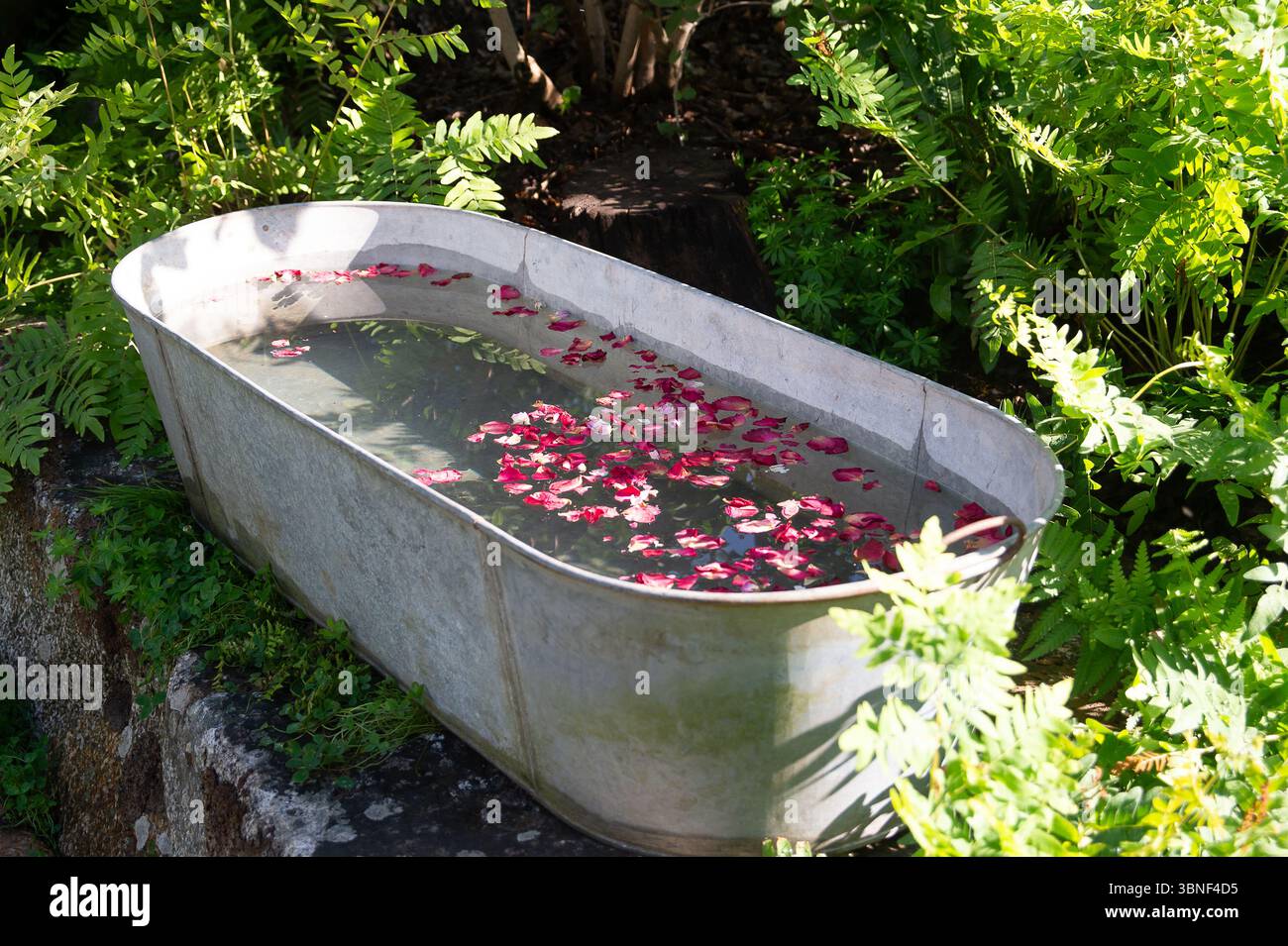 East Molesey, Surrey, UK. 30th June, 2025. One of the RHS Feature ...