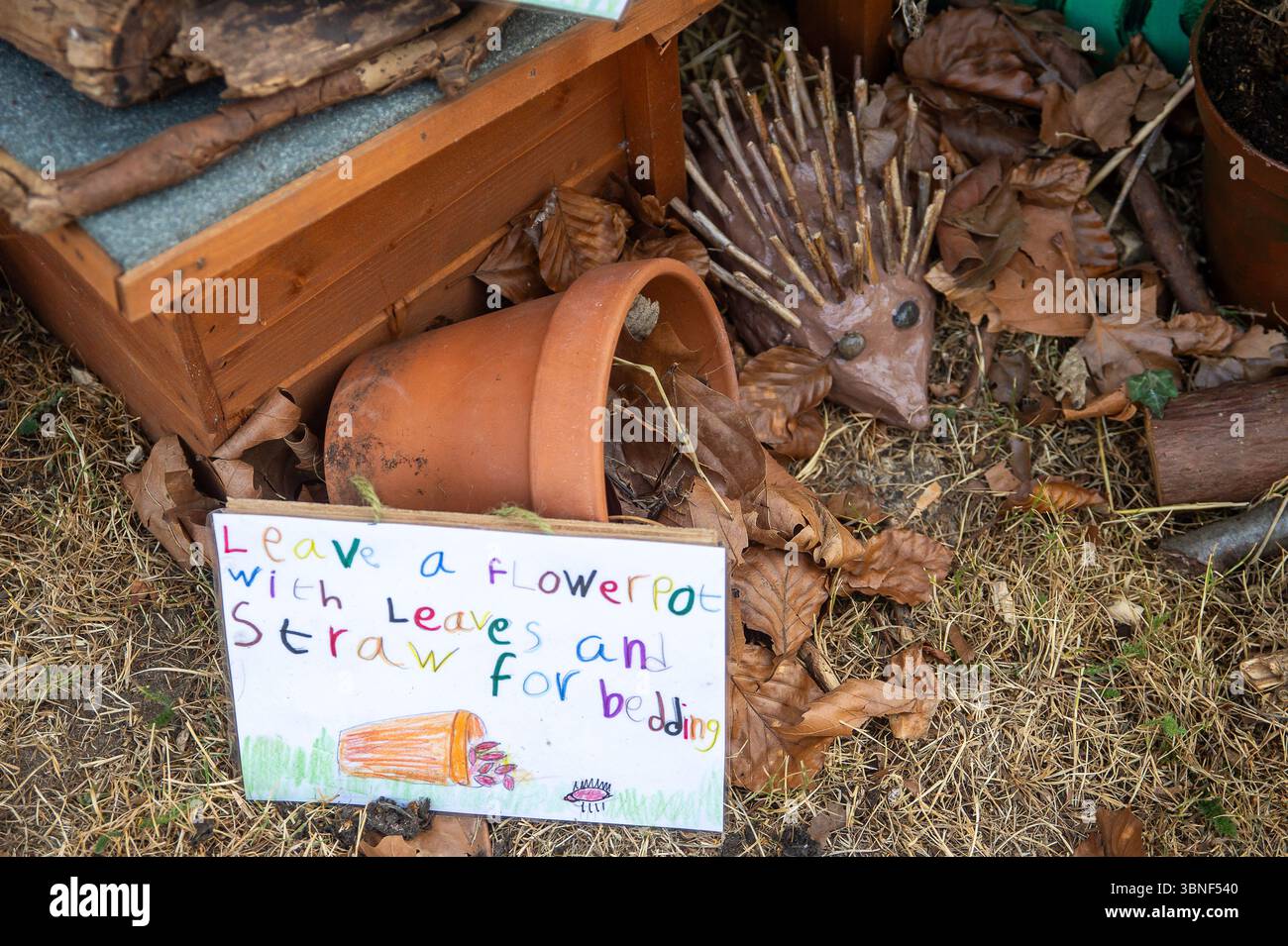 East Molesey, Surrey, UK. 30th June, 2025. One of the RHS School Bug ...