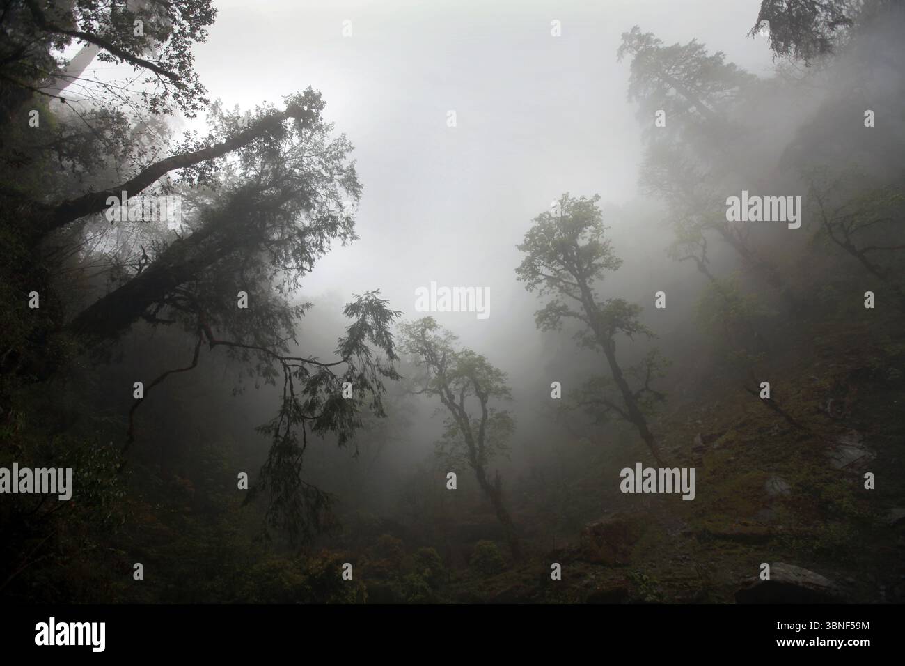 Misty day on a high-altitude Himalayan trail in Nepal. Giant trees loom ...