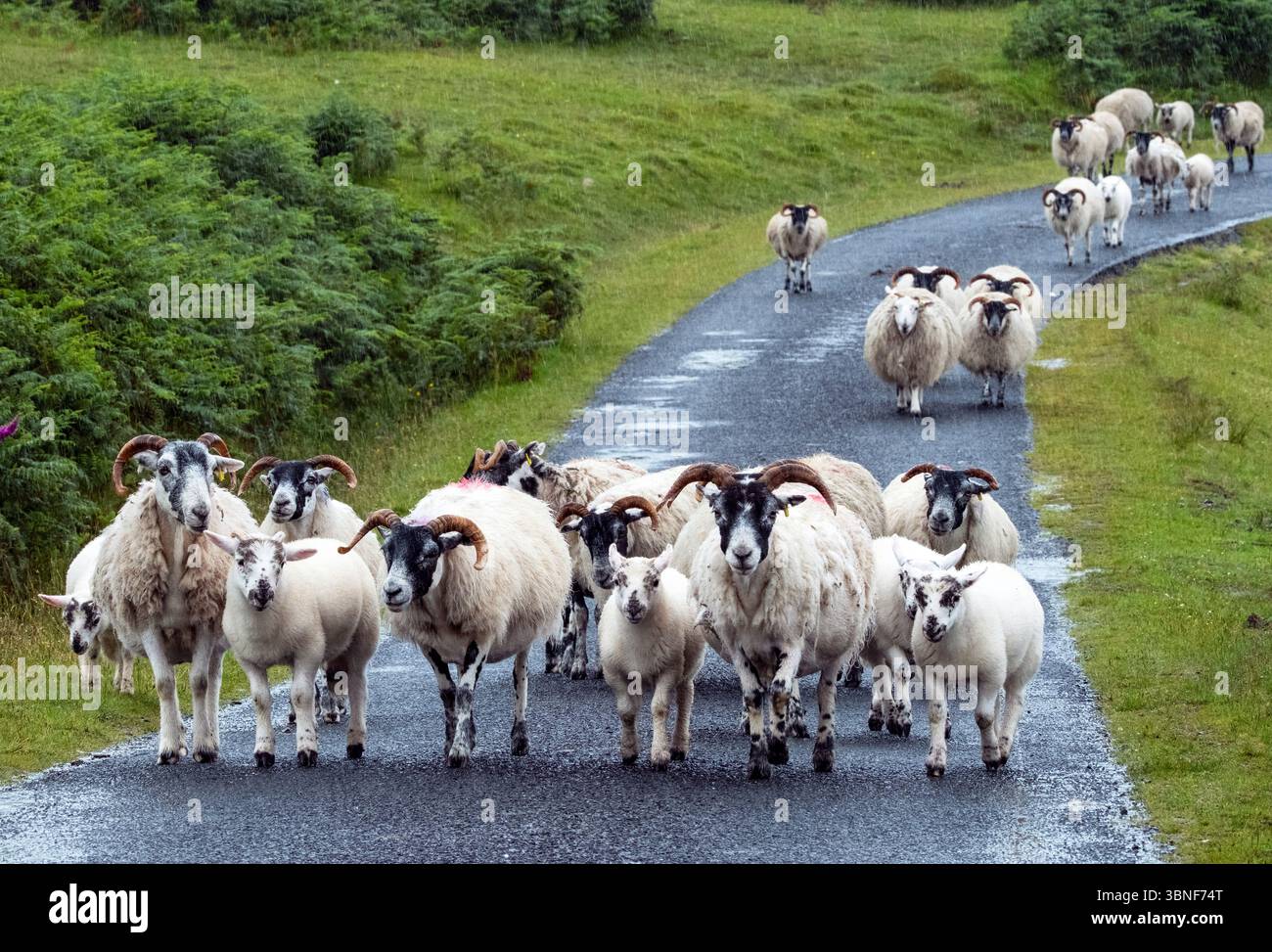 Flock of Blackface sheep and lambs on the road at Loch na Keal, Isle of ...