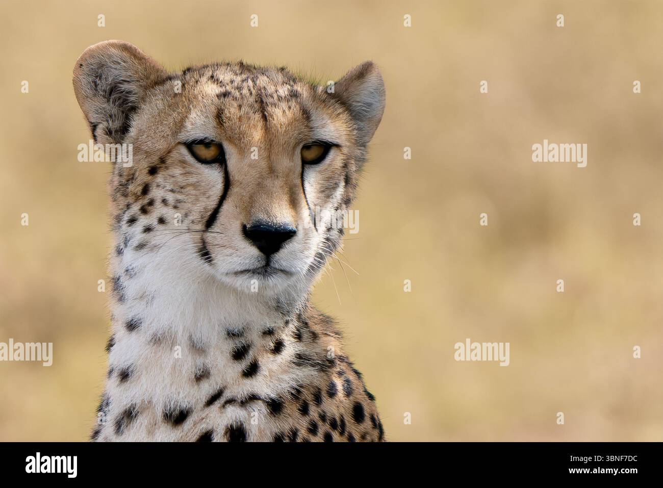 Portrait of a Cheetah in the African Savannah Stock Photo - Alamy