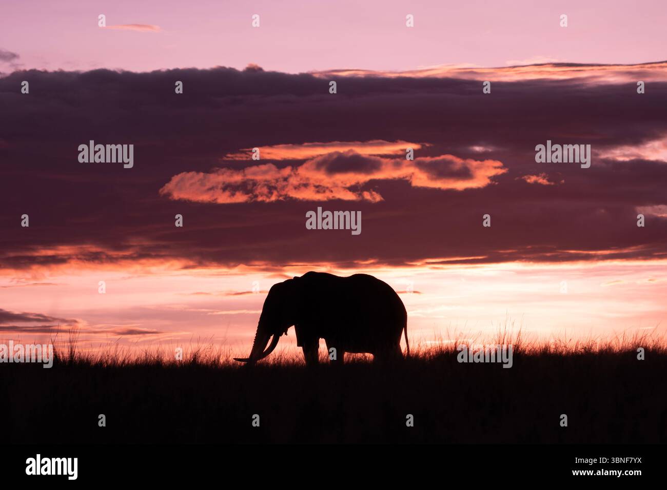 Elephant in african landscape hi-res stock photography and images - Alamy