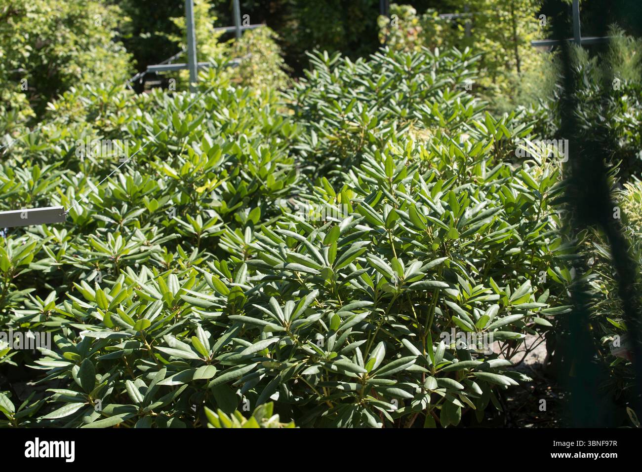 the color green, a common color in plants and nature the color green, a ...