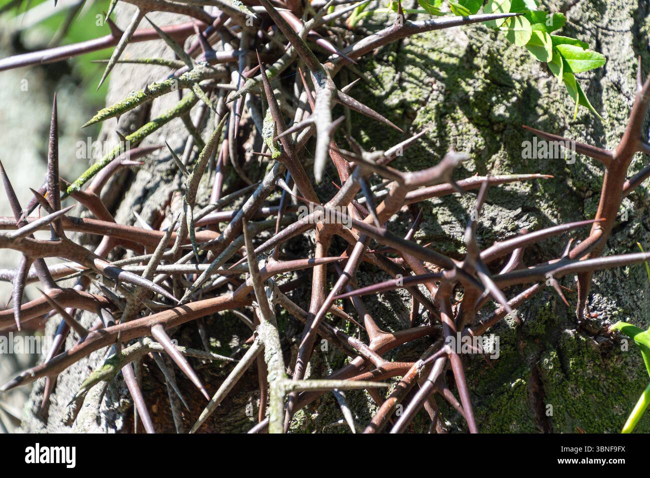 Close-up of sharp thorny tree branches in sunlight. The honey locust ...