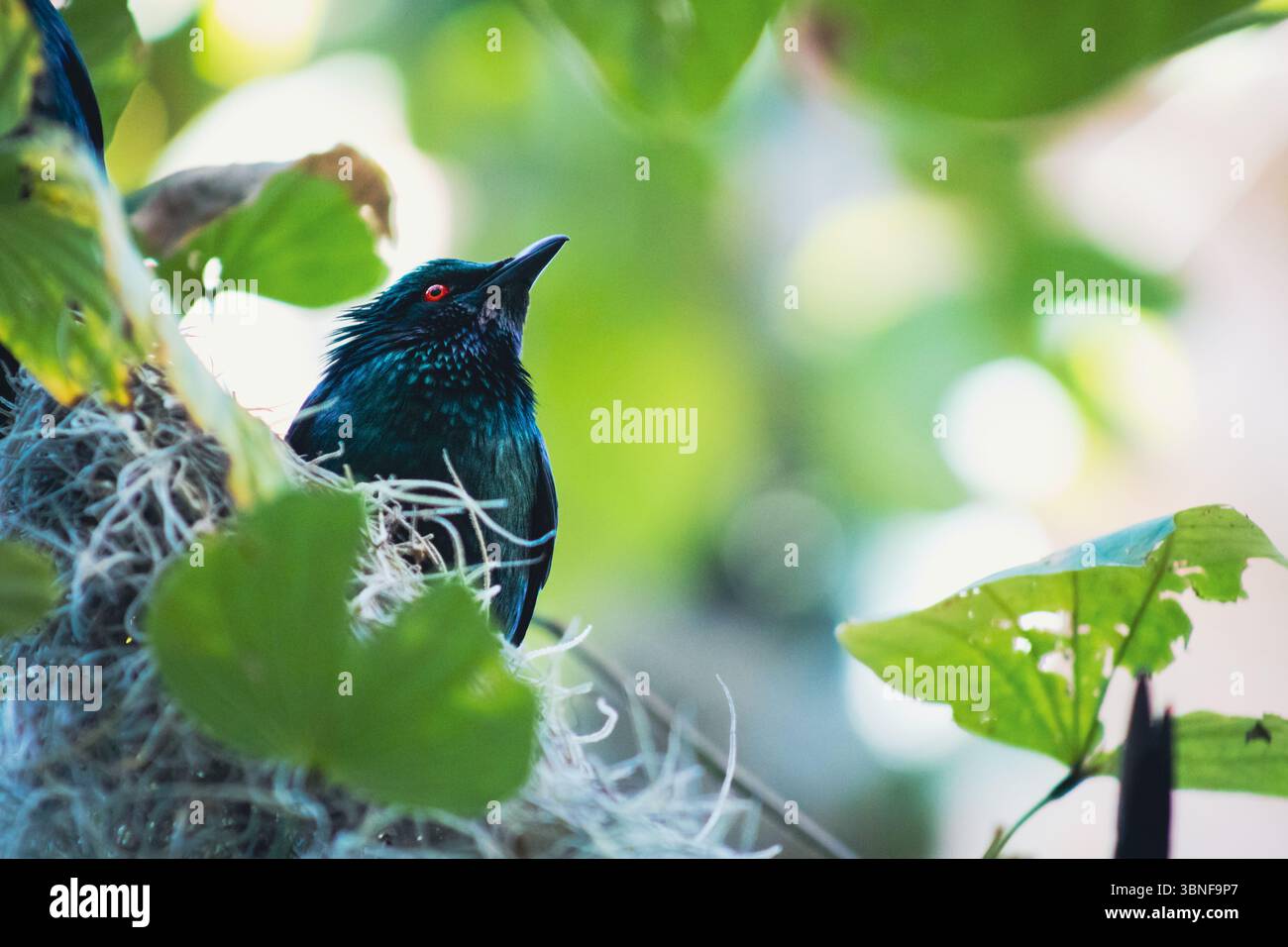 Colorful bird resting small nest hi-res stock photography and images ...