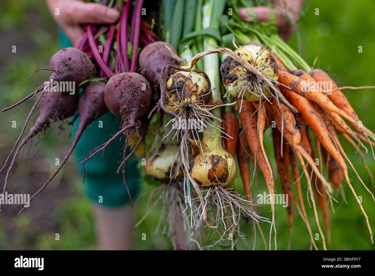 Freshly Harvested Root Vegetables from Garden. Close-up of a person ...