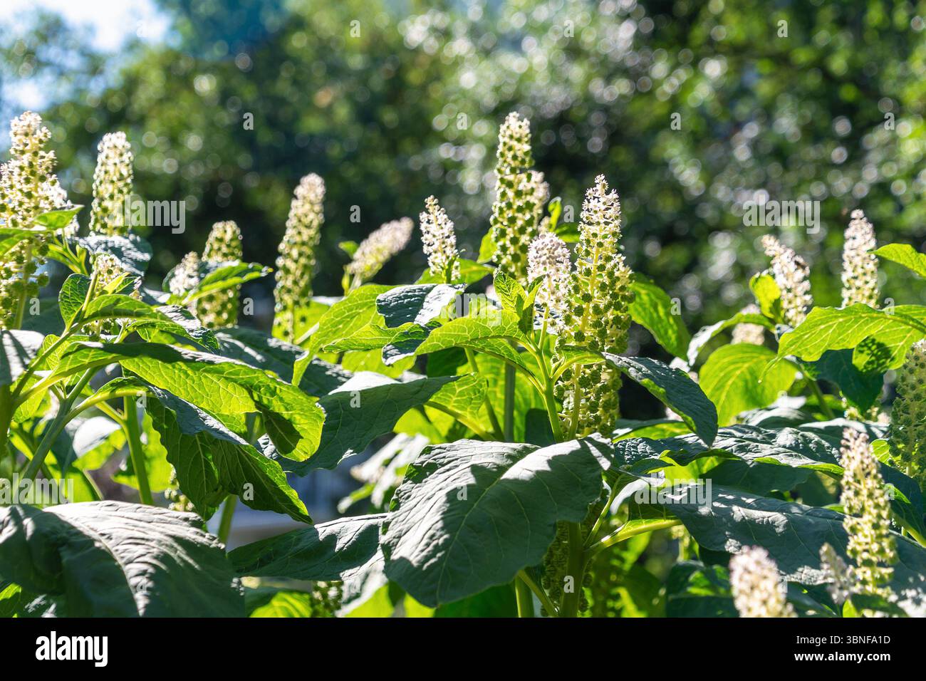 Lush green pokeweed plants with sunlit leaves and bright stalks in a ...