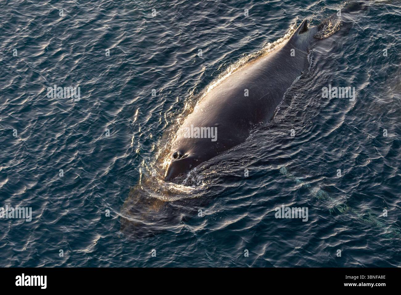 A humpback whale (Megaptera novaeangliae) is seen in the Gerlache ...