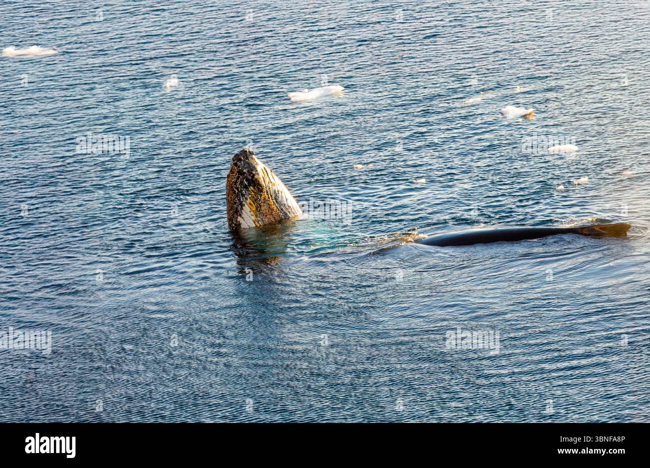 A humpback whale (Megaptera novaeangliae) breaches in the Gerlache ...