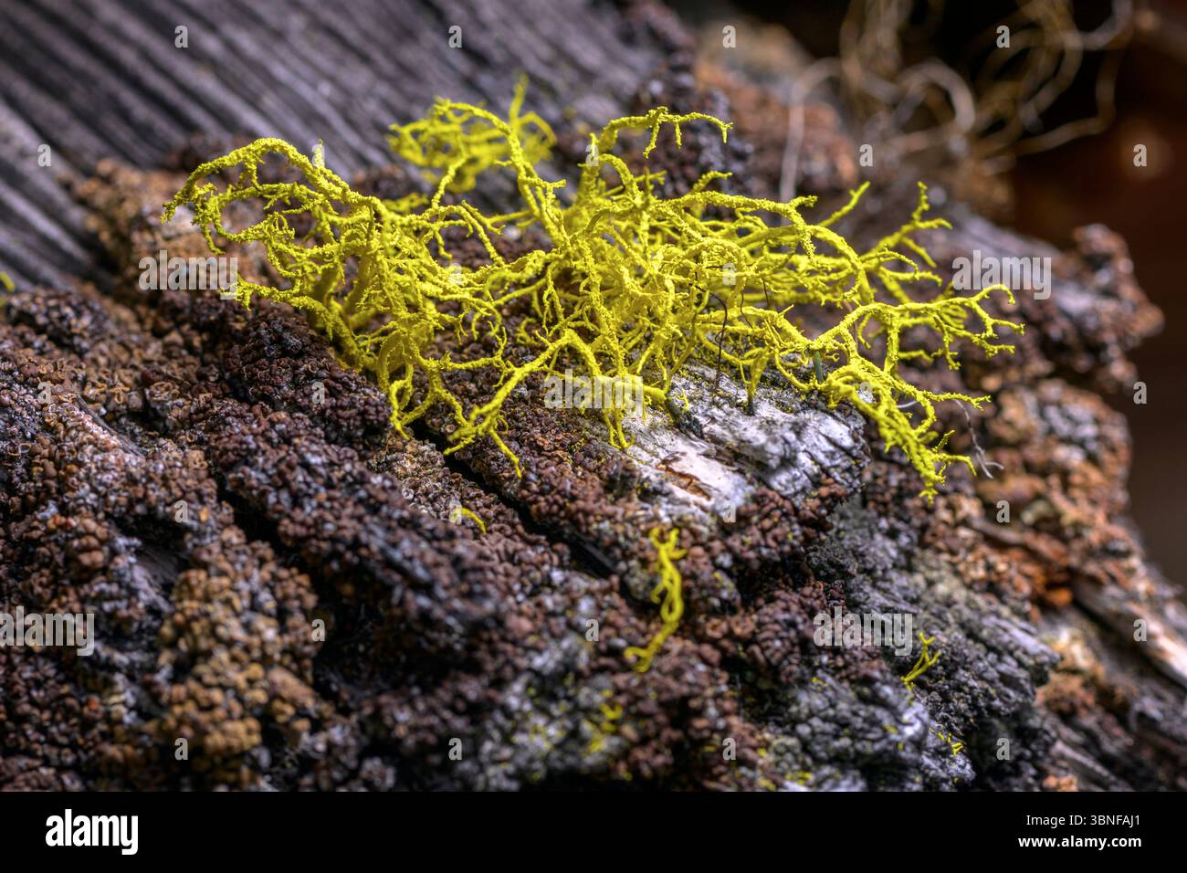 Wolf lichen (Letharia vulpina) from Gutulia National Park, eastern ...