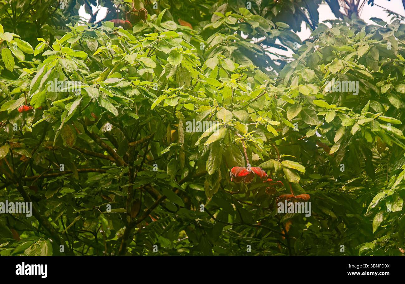 Ackee tree, reddish woody shell of fruit, Blighia sapida, evergreen ...